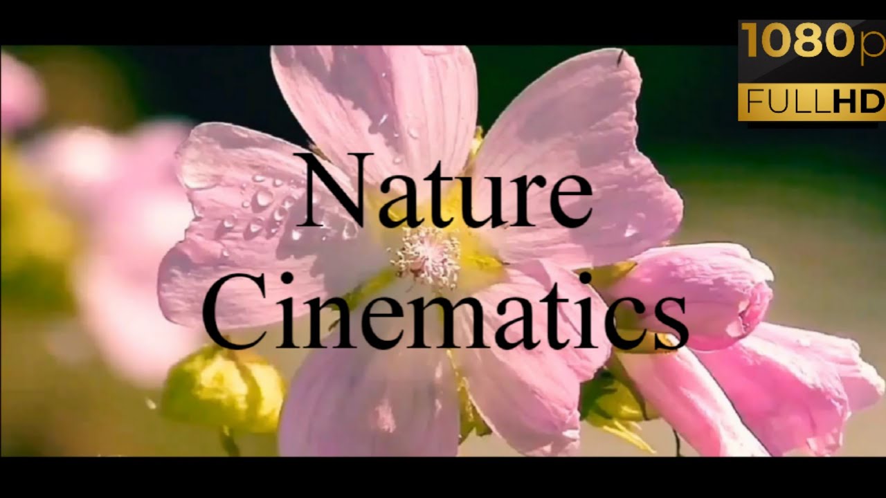 Cinematic Video | Realme Narzo 30 | A reality of nature | Himachal Pradesh