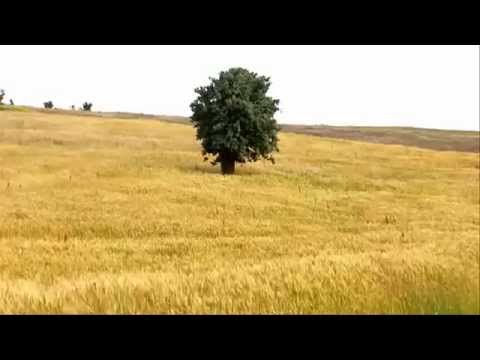 Müşfik Kenter - Ağustos Böceği (Şiir - Sezai Karakoç)