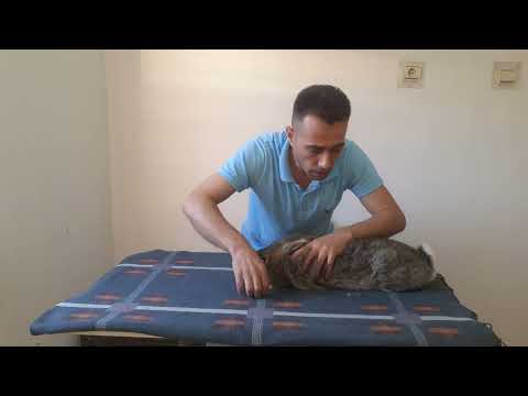 Velikan tavşan ile ilgili kısa bir bilgilendirme.   0551 678 3665