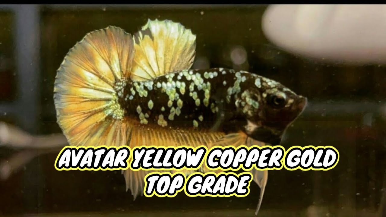 IKAN CUPANG AVATAR YELLOW COPPER GOLD TOP GRADE - YouTube