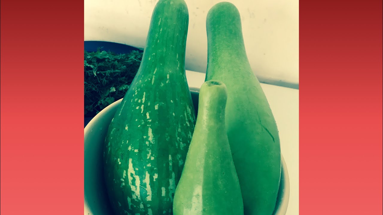 How many khodu that grew in my garden this year! 2021 - YouTube