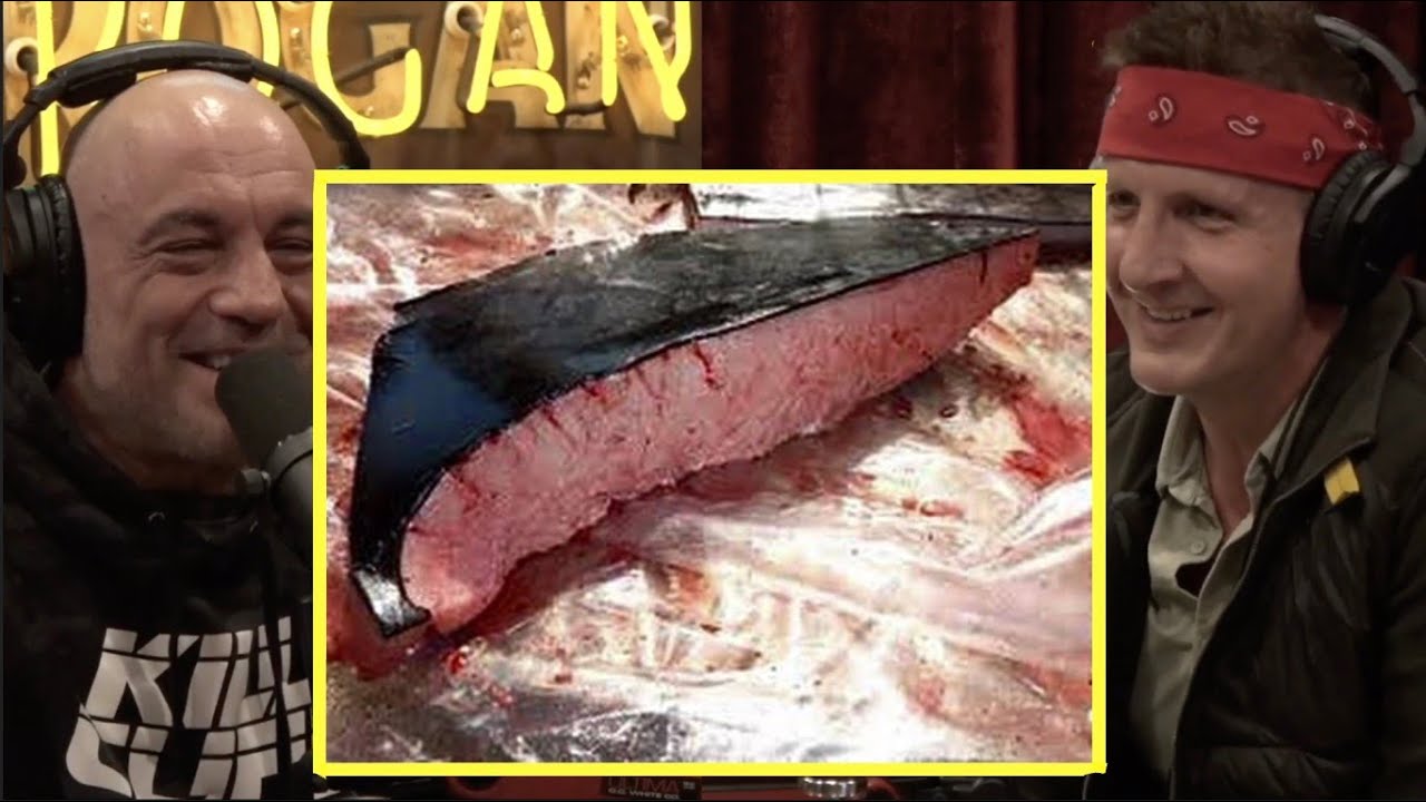 Joe Rogan is Gifted Pilot WHALE Meat Live on the Podcast. W/ Sonny from ...