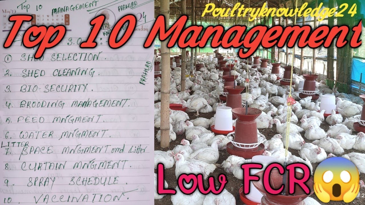 Top 10 Management//All details//Brooding Management//litter&Water ...