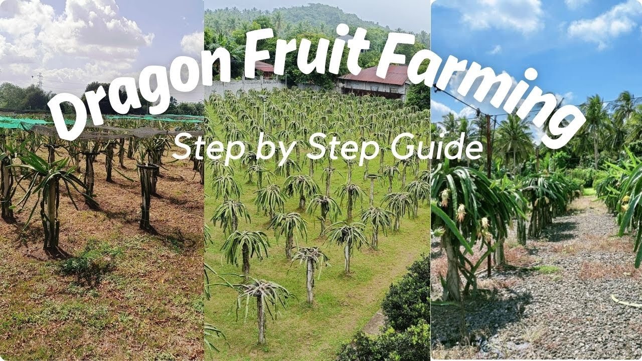 How to Start an INCREDIBLE Dragon Fruit Farm: Step by Step Guide (W ...