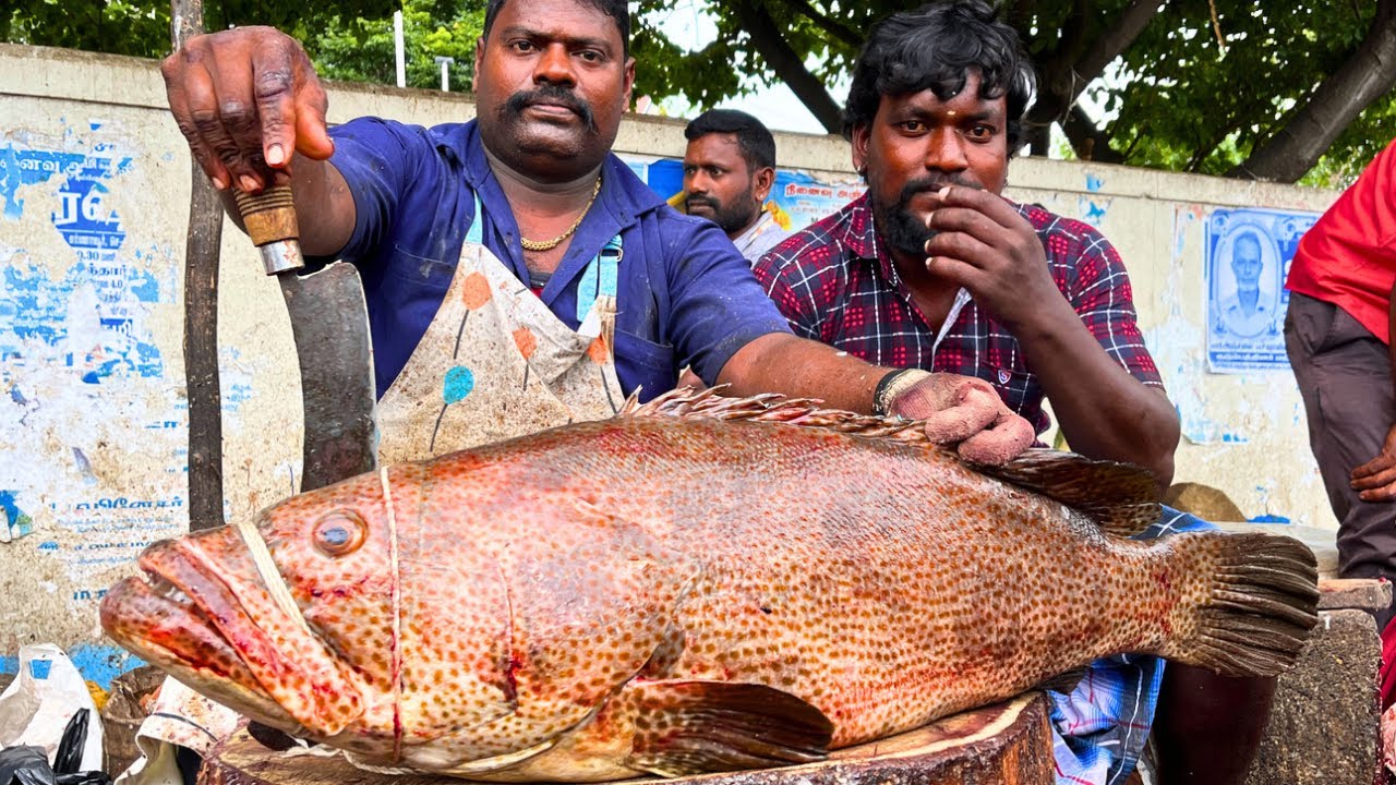 KASIMEDU SELVAM BIG GROUPER KALAVAN FISH CUTTING | HD VIDEO | IN ...