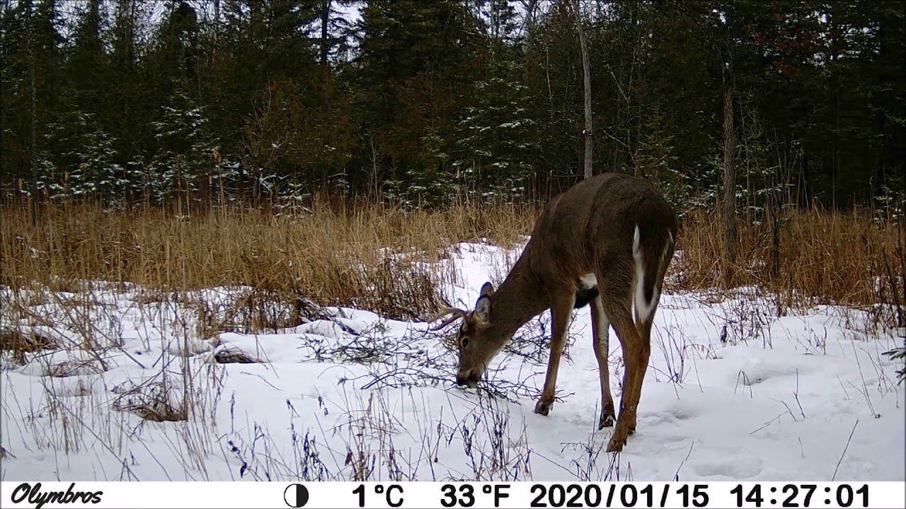 Small Buck Still Holding Headgear - YouTube