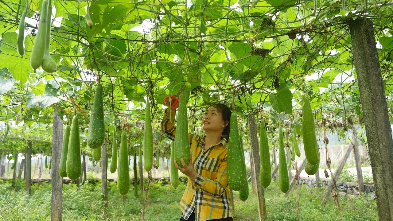 Harvesting lush Green GOURD Gardens | Cook Delicious Dishes From Gourds ...