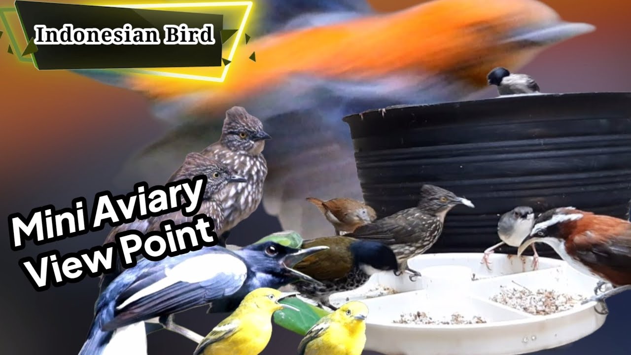 Indonesian Beautiful Birds||Mini Aviary - YouTube