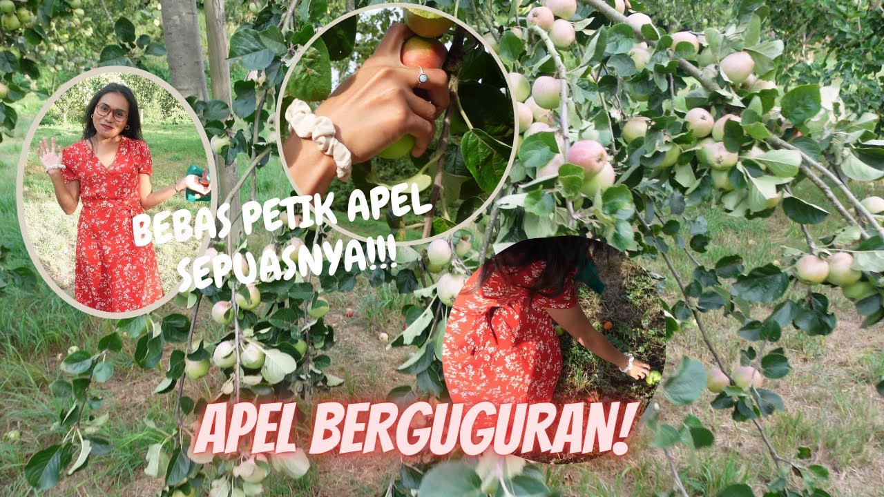 PANEN APEL YANG BERBEDA DI TAMAN UMUM PERKAMPUNGAN INGGRIS #harvest # ...