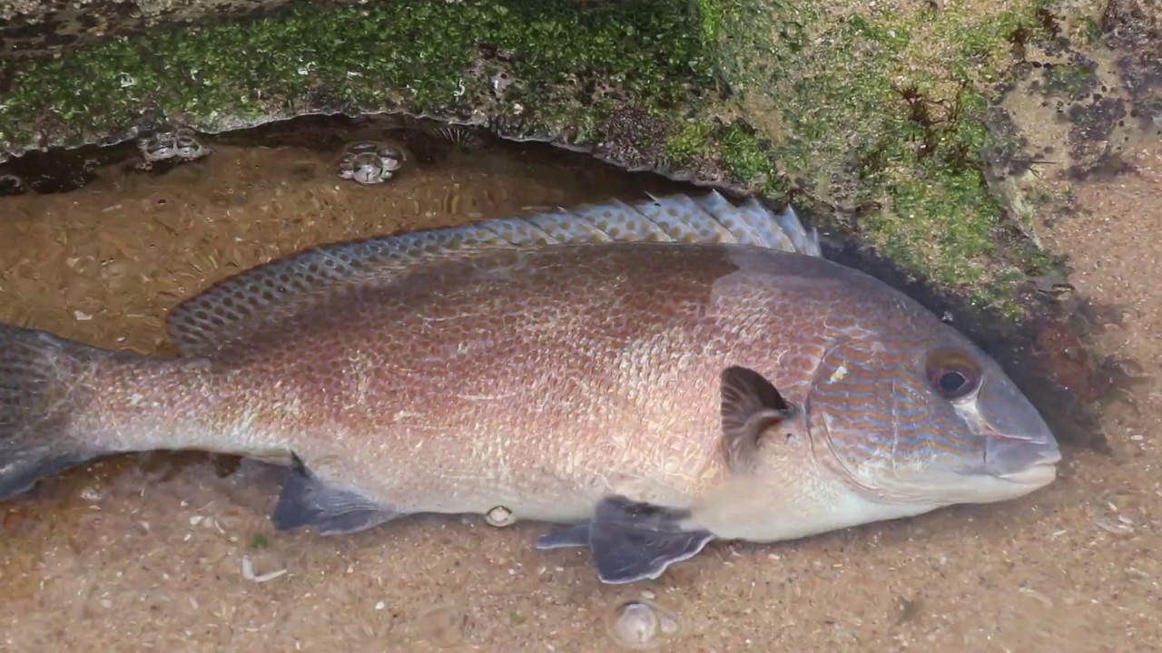 ASFN Fishing Specie - Lemon Fish - YouTube