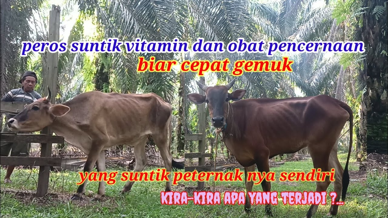 sapi rambon kurus di suntik obat biar cepat gemuk - YouTube