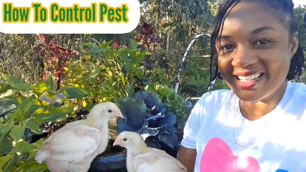 How I Control Pest in My Container Garden‼️Meat Chickens & Aloe Vera 💚 ...
