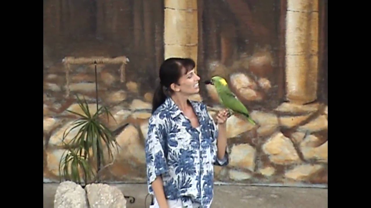 Kimberly Bird Show/Jungle Island - YouTube