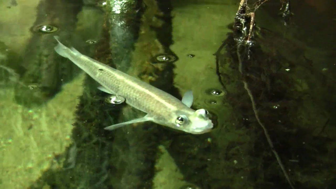 Four-eyed Fish (Anableps) / Vierauge - YouTube