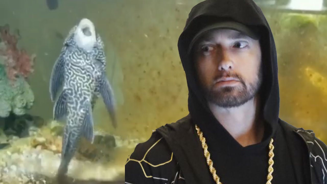 Fish Eminem - YouTube