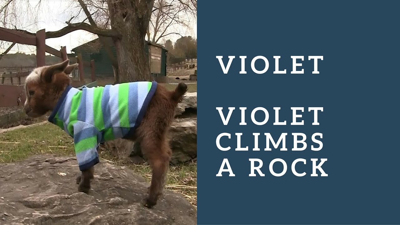 Violet Climbs a Rock - YouTube