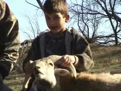 Dos Plumas Hunting Ranch Painted Desert Sheep Youth Hunt - YouTube