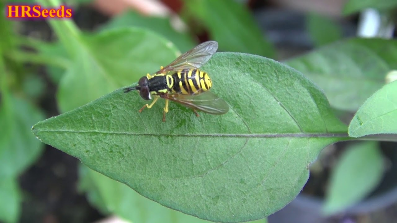 Insect YouTube - Check out this strange yellow bee or fly - YouTube