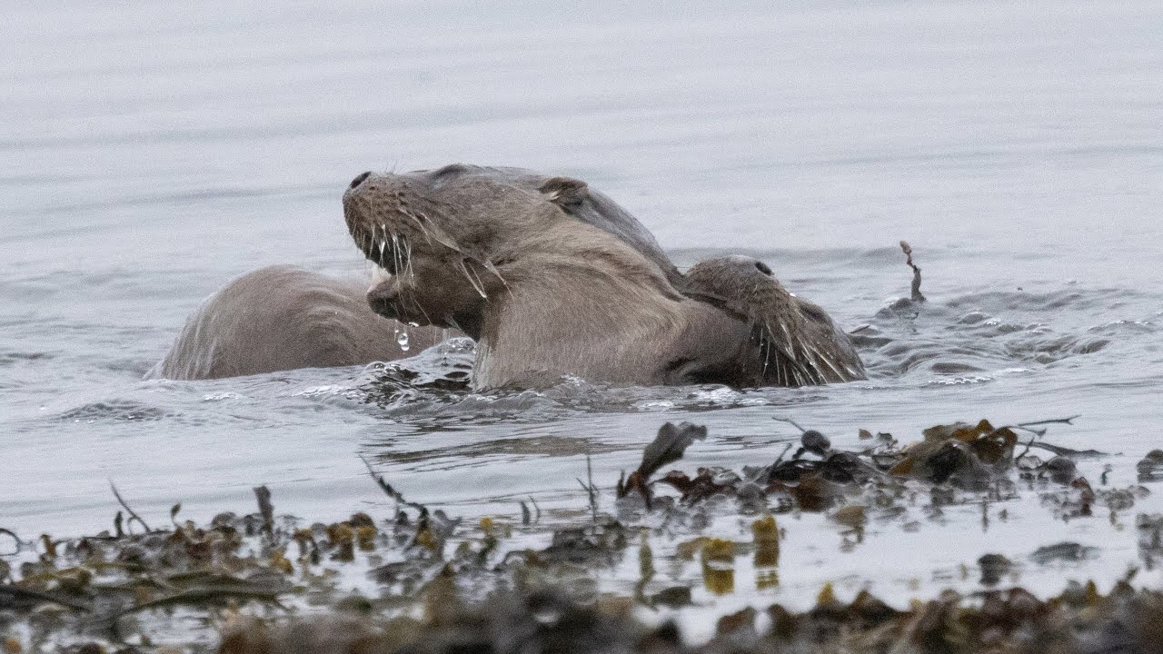 Eurasian Otters Mating In A Scottish Loch - YouTube