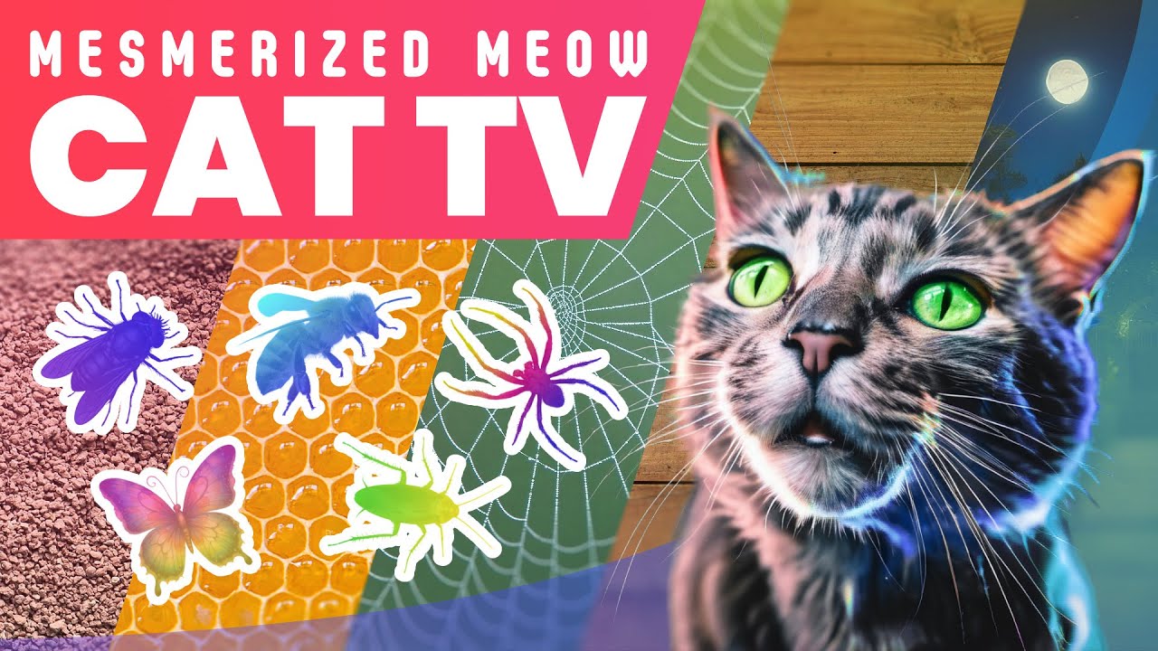 CAT TV - BEST OF BUGS COMPILATION VOL 1 🦋🕷️😺 (GAME FOR CATS TO WATCH ...