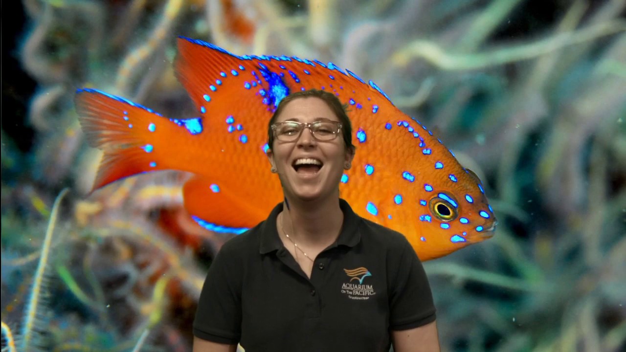 Aquarium Exploration: Fish (3-5) - YouTube