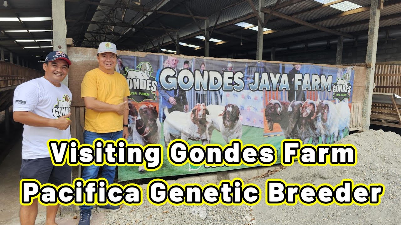 VISITING GONDES FARM - PACIFICA GENETIC BREEDER - YouTube