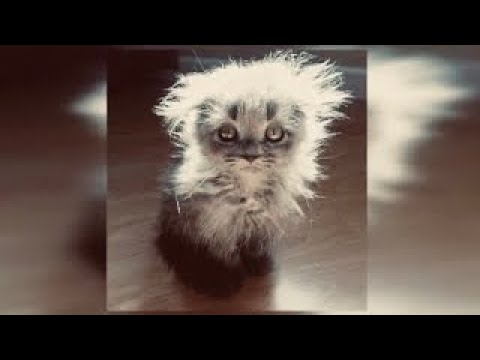 Женщине подарили косматого котёнка, а через год питомец сильно изменился и удивил свою хозяйку