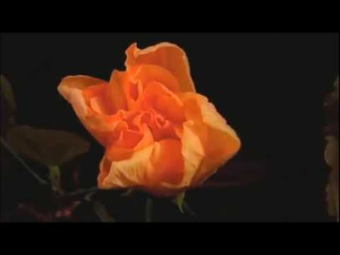 MUSIK - MUSIC ROMANTIK MUSIK