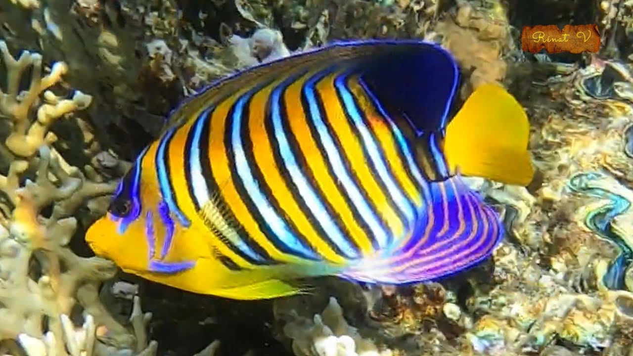 Poisson-ange duc ou poisson-ange royal - YouTube