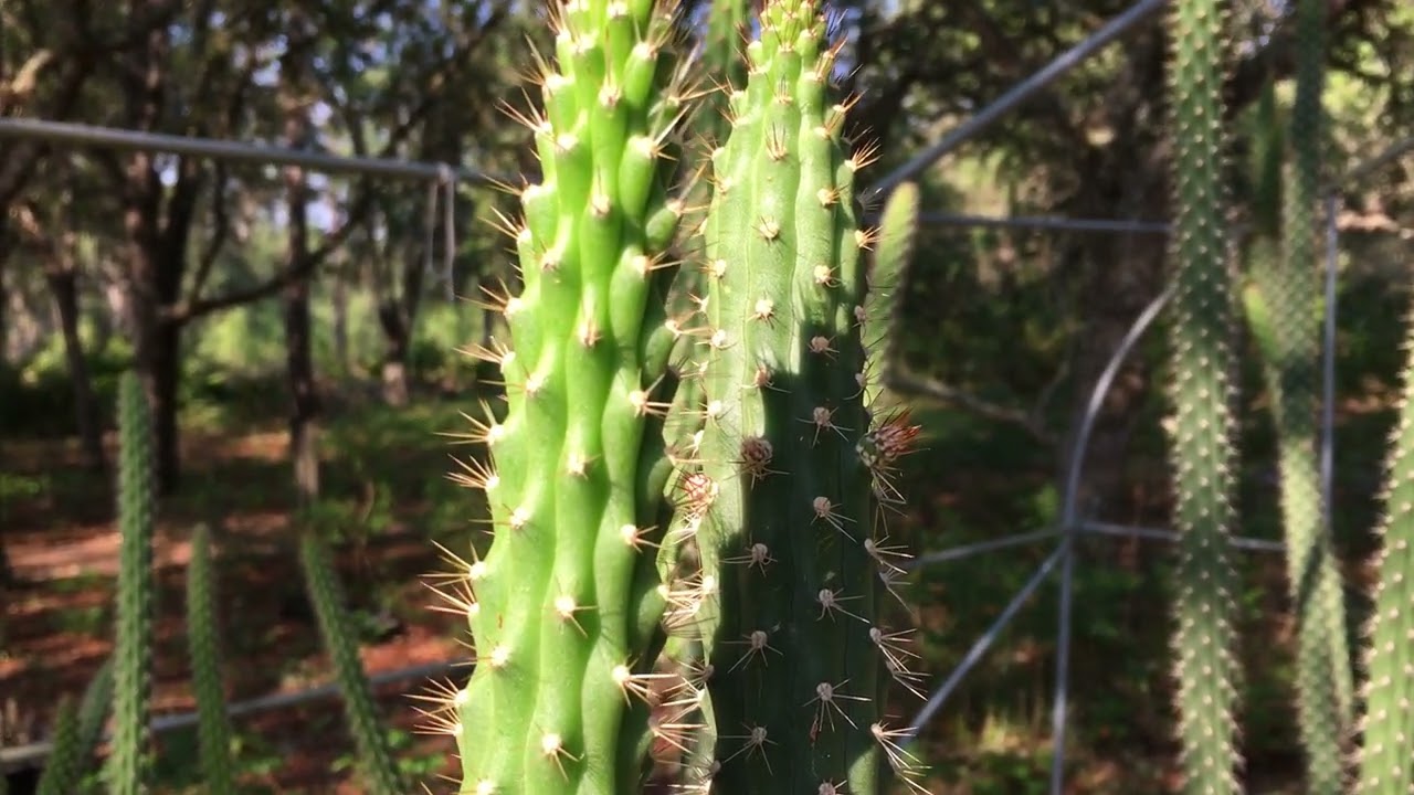 Harrisia aboriginum - the Aboriginal Prickly Apple Cactus - YouTube