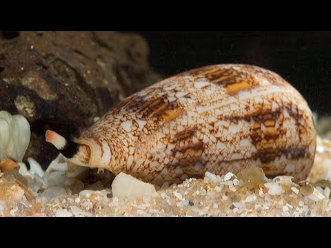 SN - Compound in cone snail conotoxin may be able to treat malaria ...