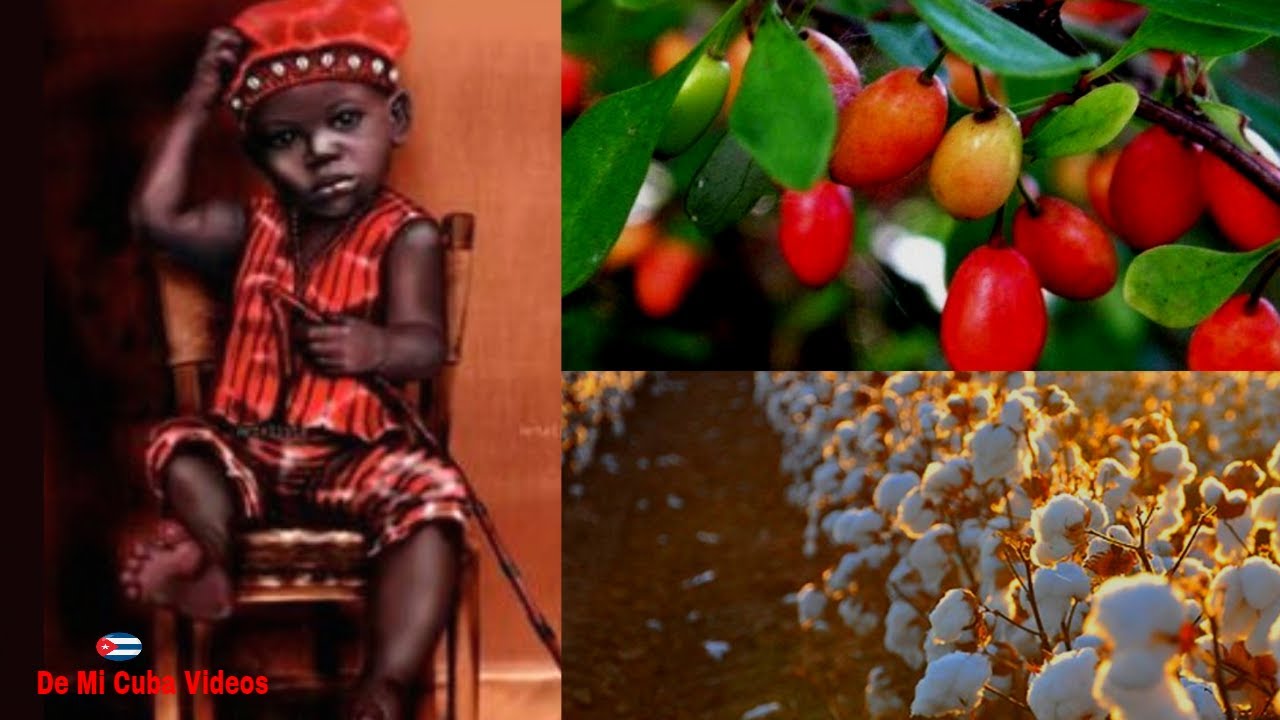 Hierbas Sagradas De Los Orishas - Rituales De Santeria En Cuba (Parte 3 ...