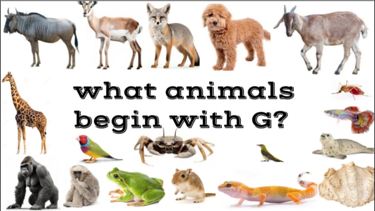 what Animals Begin with G? // Animals for kids, ABC Animals - YouTube