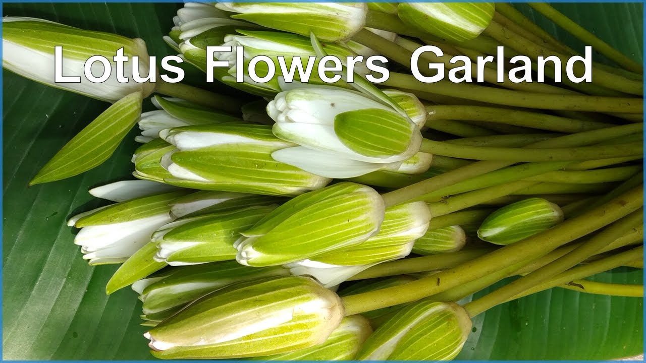 Lotus Flower Garland | Lotus Garland | Lotus Garland For God | Water ...