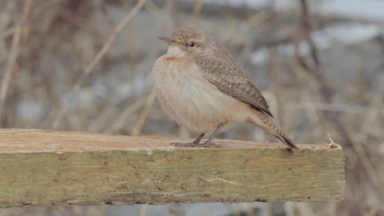 Rock Wren Franklin Twp NJ - YouTube