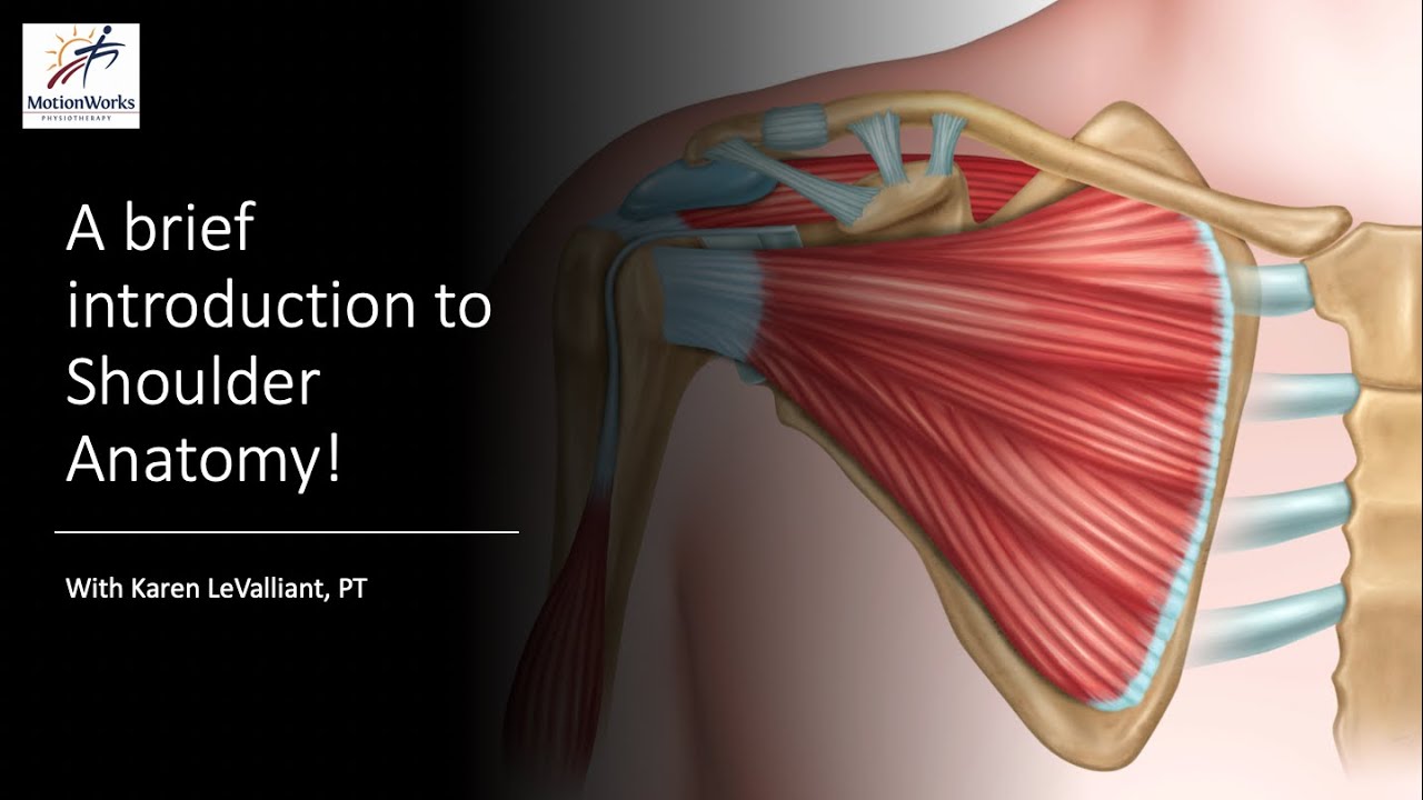 A brief introduction to Shoulder Anatomy! - YouTube