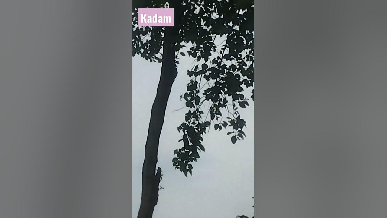 Kadam Ka Ped YouTube kadam-ka-ped-youtube