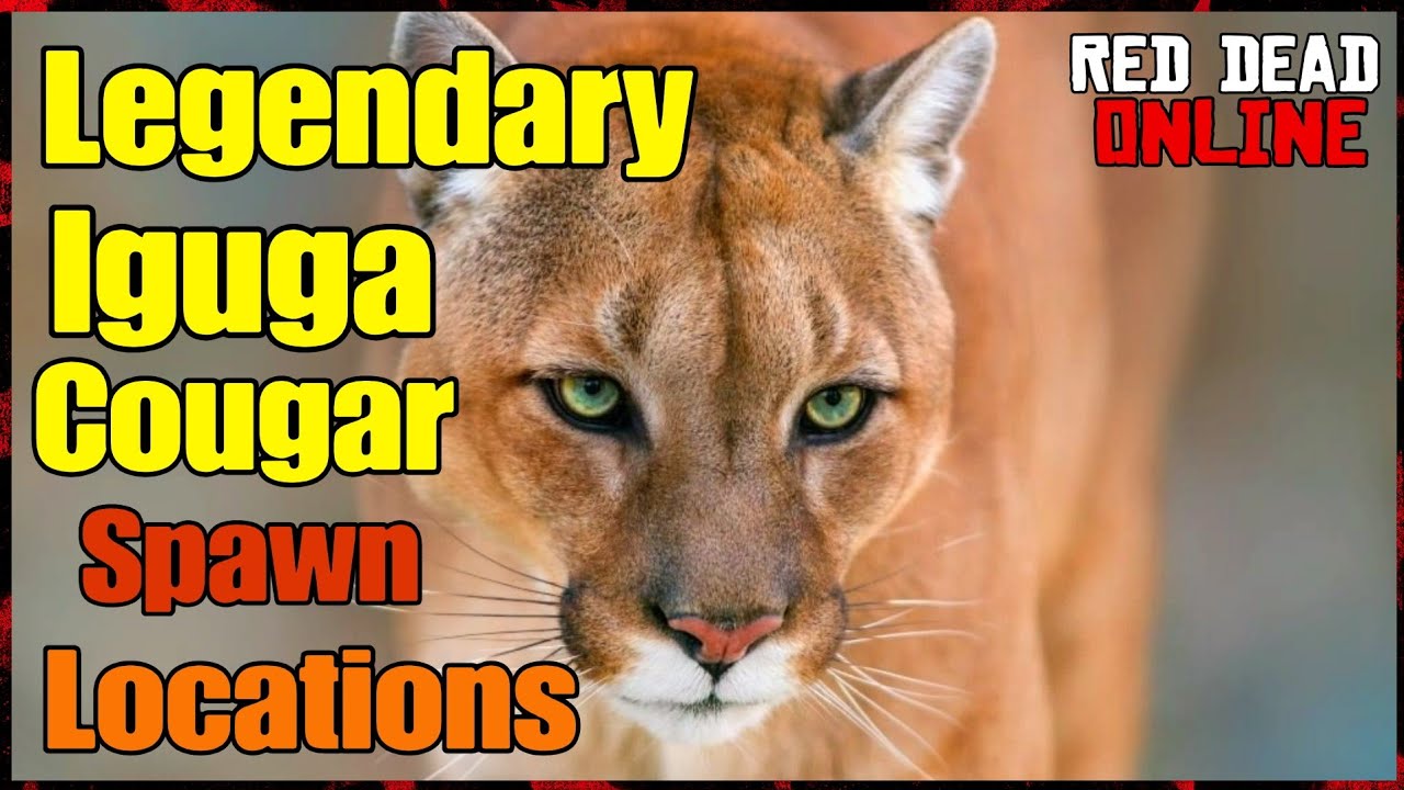 Legendary IGUGA Cougar Guide Location Red Dead Online | RDR2 ONLINE ...