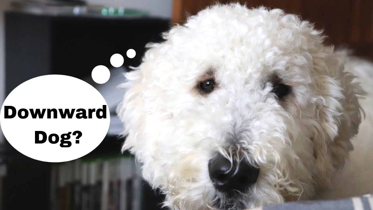 Yoga With Dogs | Fail - YouTube