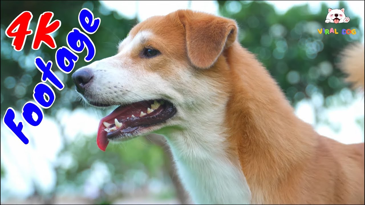 4K Dogs and Puppies Beautiful Animal Footage Episode 27 | Viral Dog ...