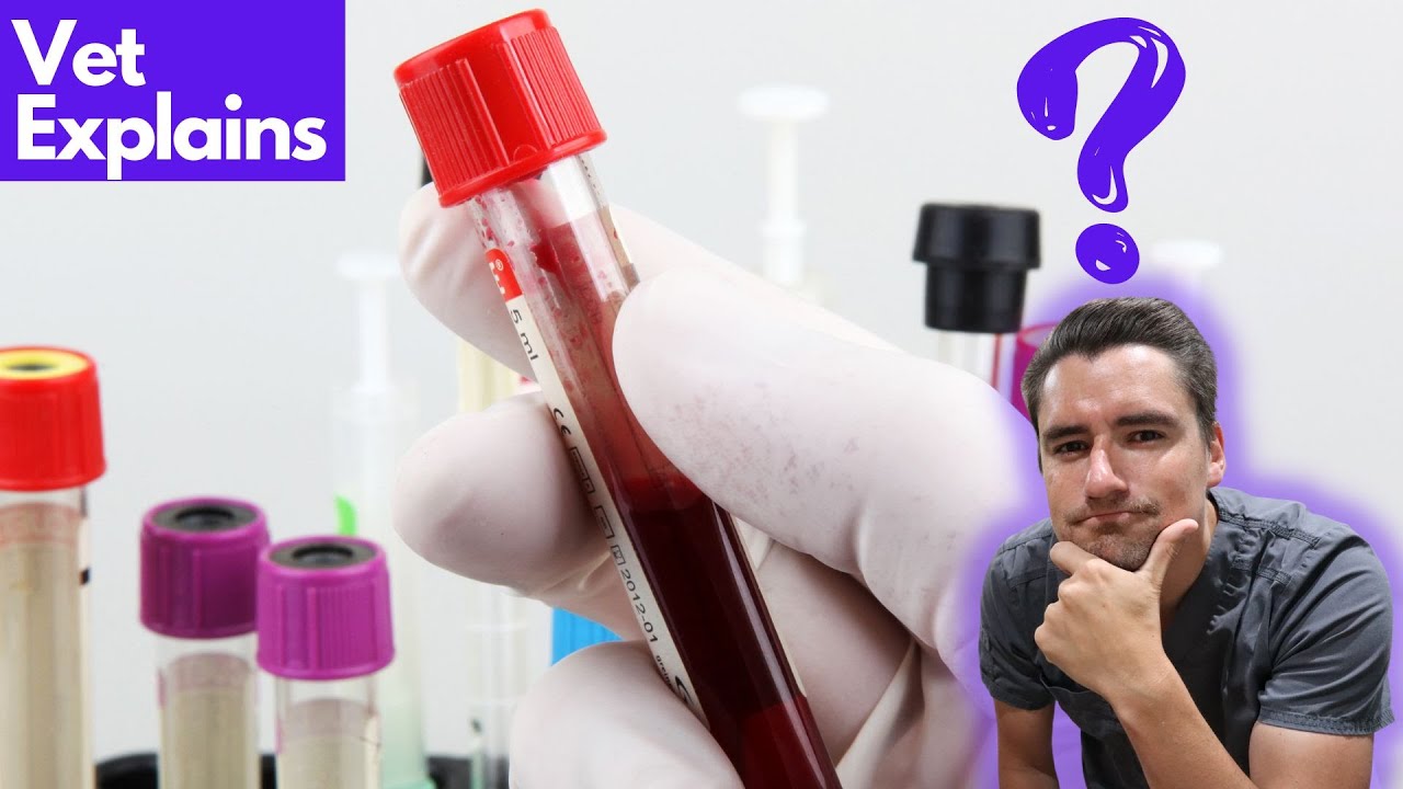 How your vet gets blood from your dog or cat. - YouTube