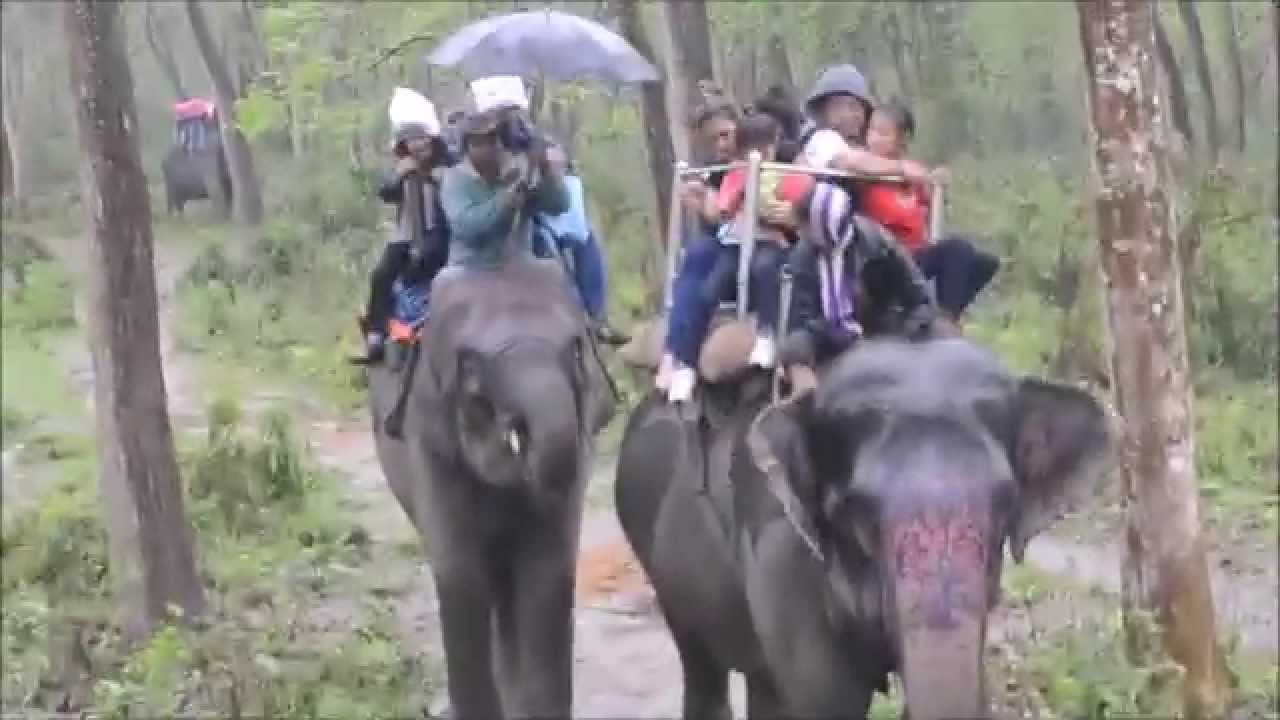 Elephant or hathi safari at chitwan national park, Nepal - YouTube
