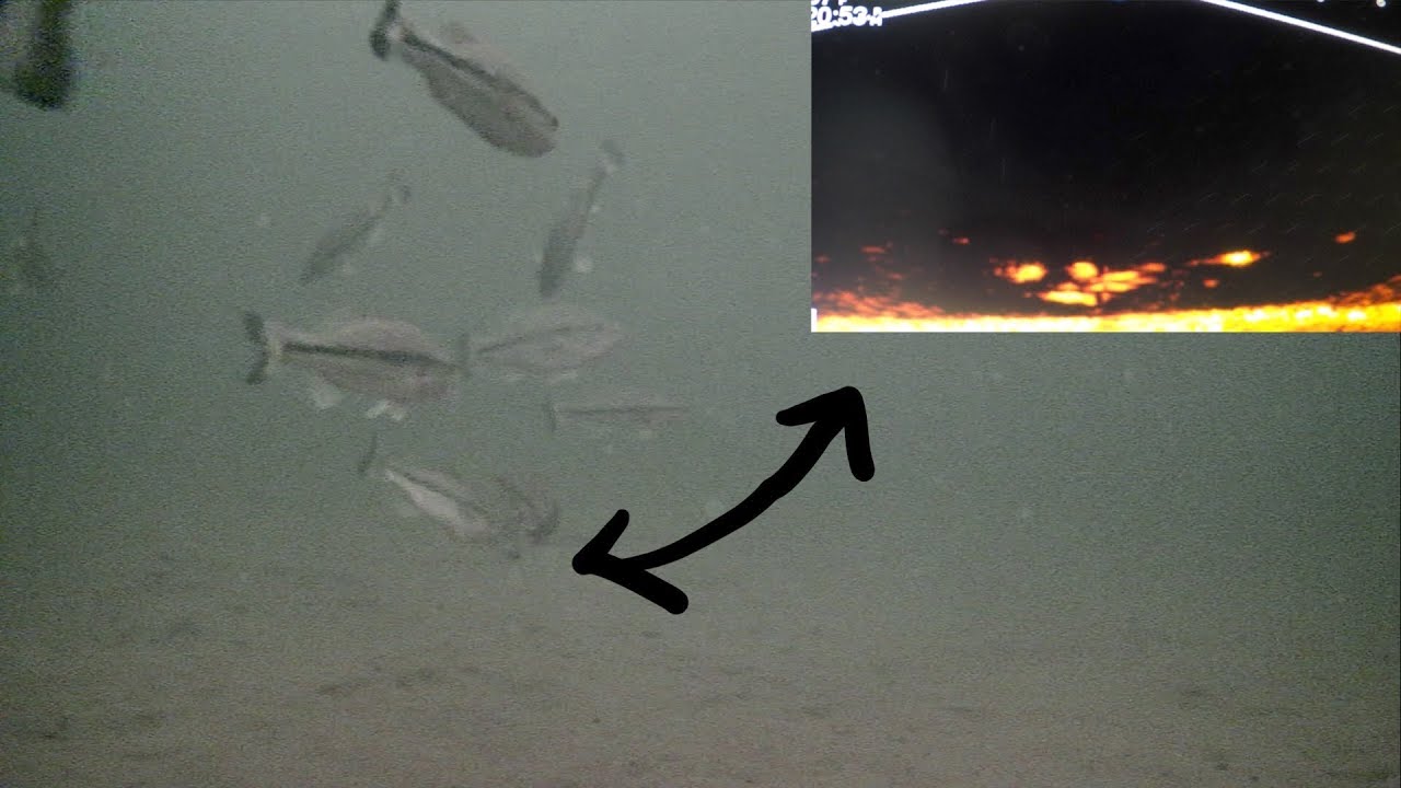 Underwater livescope views - YouTube