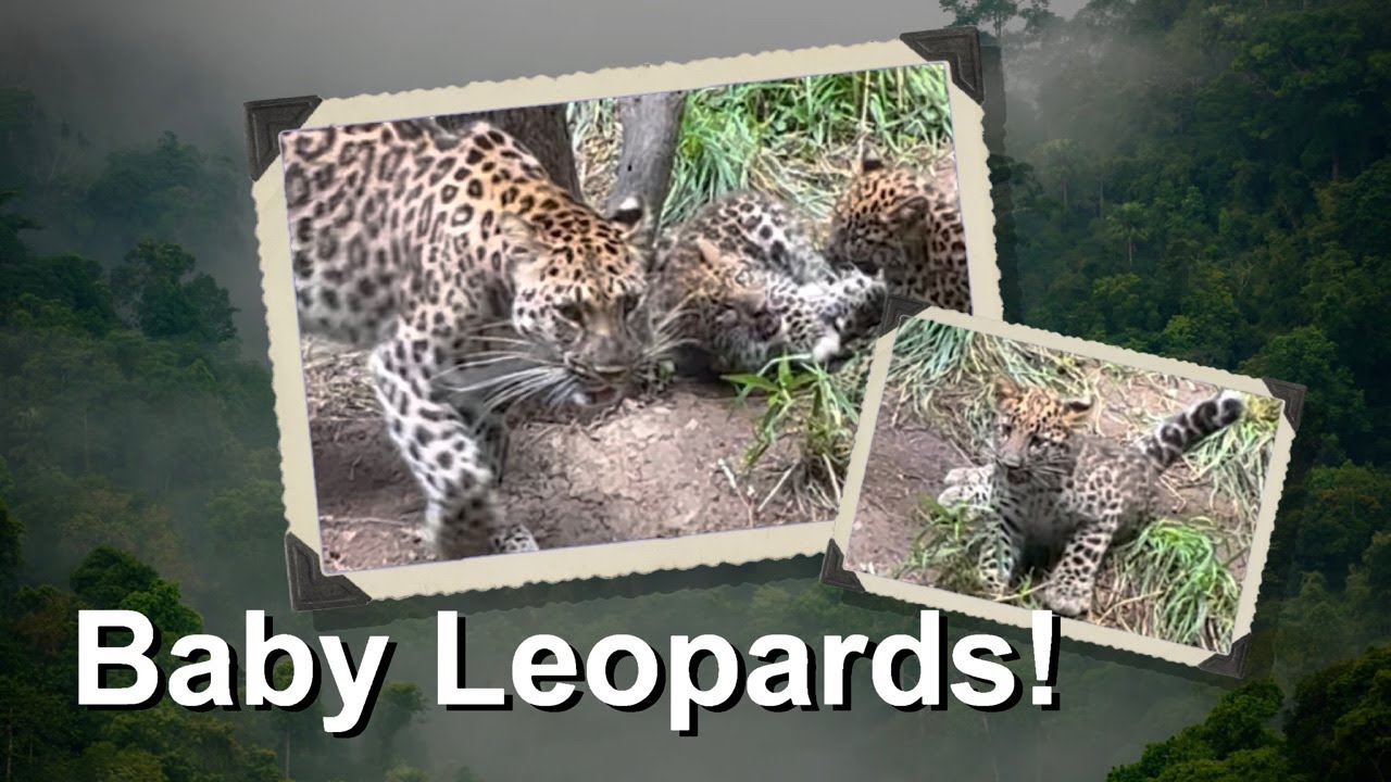 Adorable pair of leopard cubs chase and tackle each other, and their ...