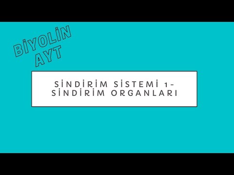 Sindirim Sistemi 1 - Sindirim Organları (11. Sınıf)