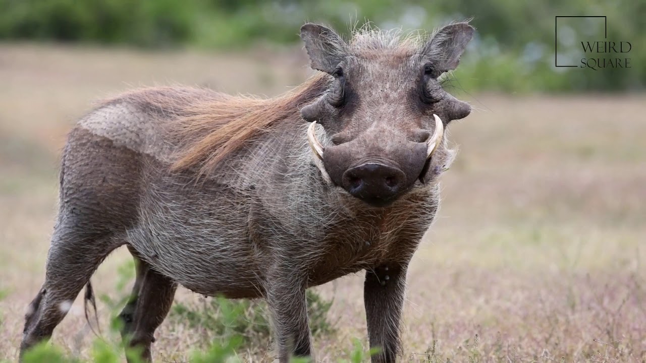 Interesting facts about warthog by weird square - YouTube