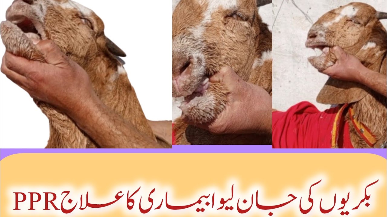 PPR symptoms, causes and treatment Dr M Sattar Ahmad - YouTube