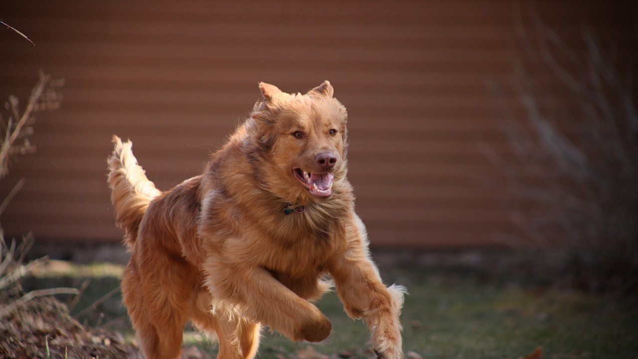 How to get SHARP photos of MOVING DOGS with a camera - YouTube