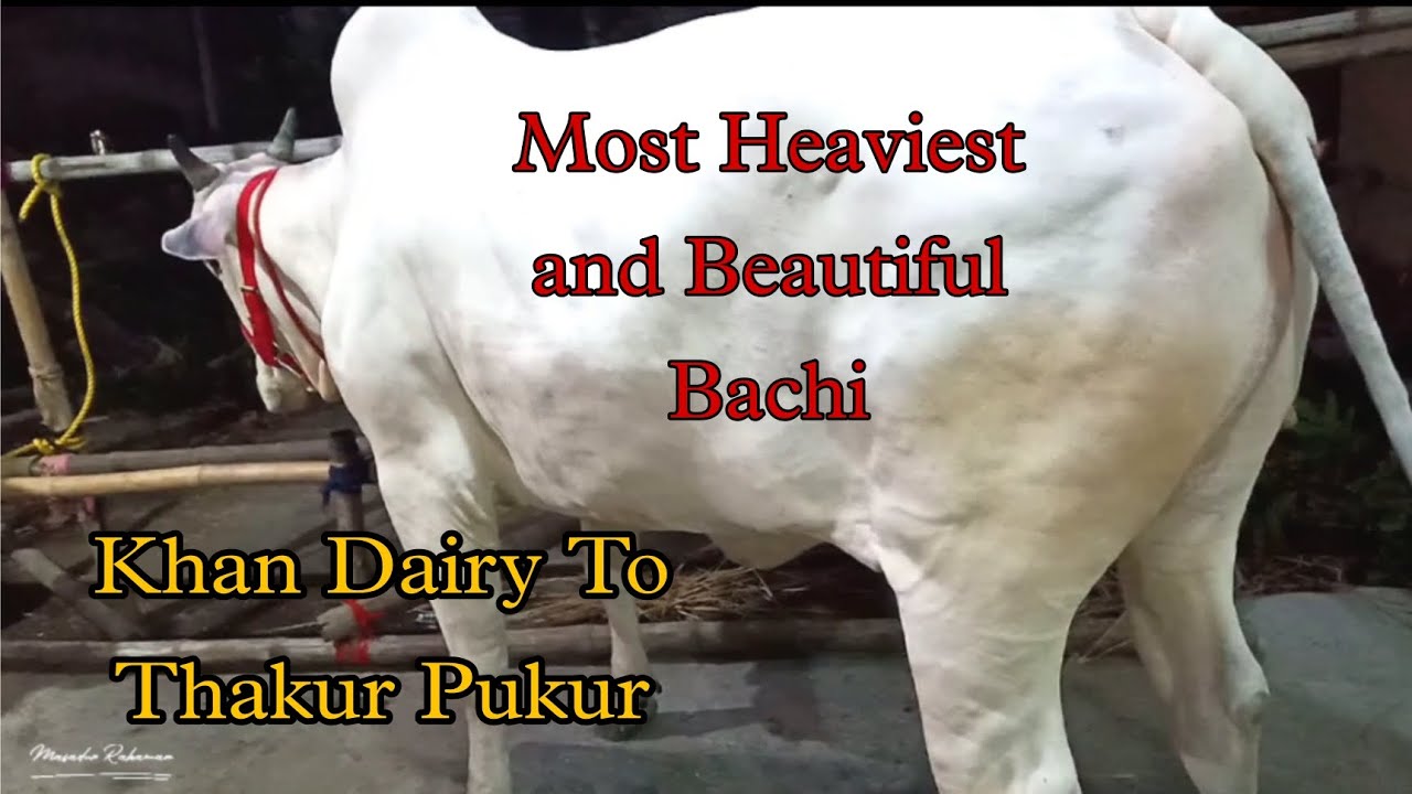 Most Heaviest and Beautiful Bachi From Khan Dairy To Thakur Pukur 🐄 ...