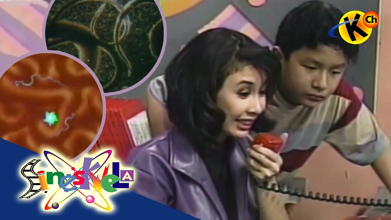 Endoparasite | Sineskwela - YouTube